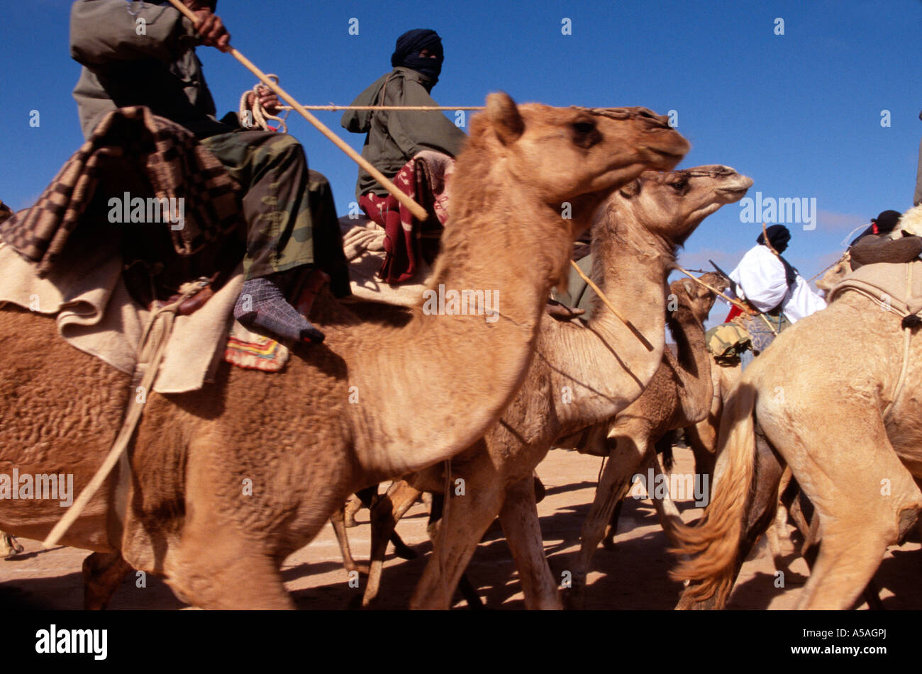 Sahrawi people parading on camels during the Independence day ...