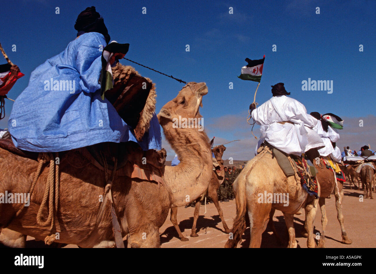 Sahrawi people parading on camels during the Independence day ...