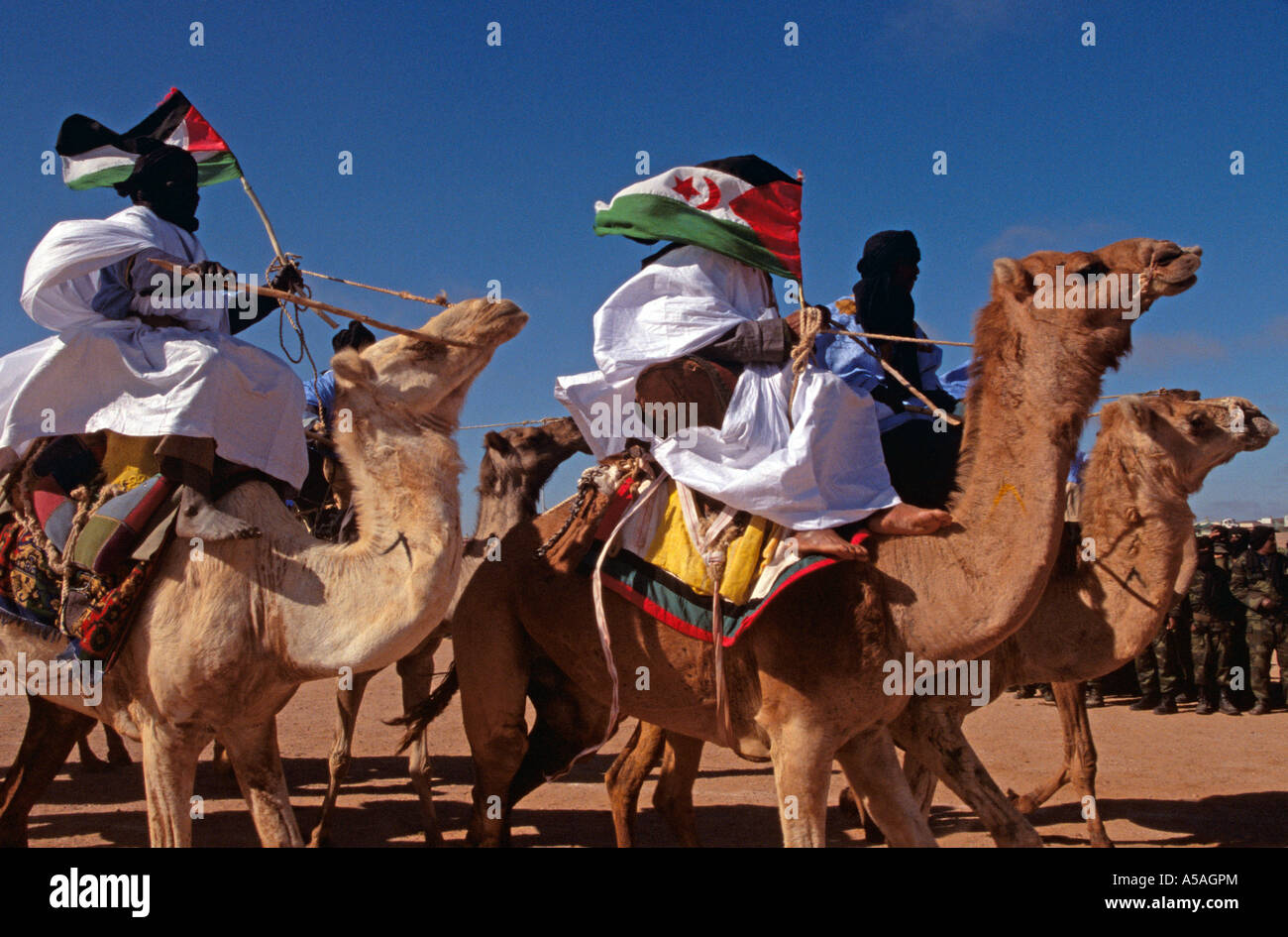 Sahrawi people parading on a camel during the Independence day ...