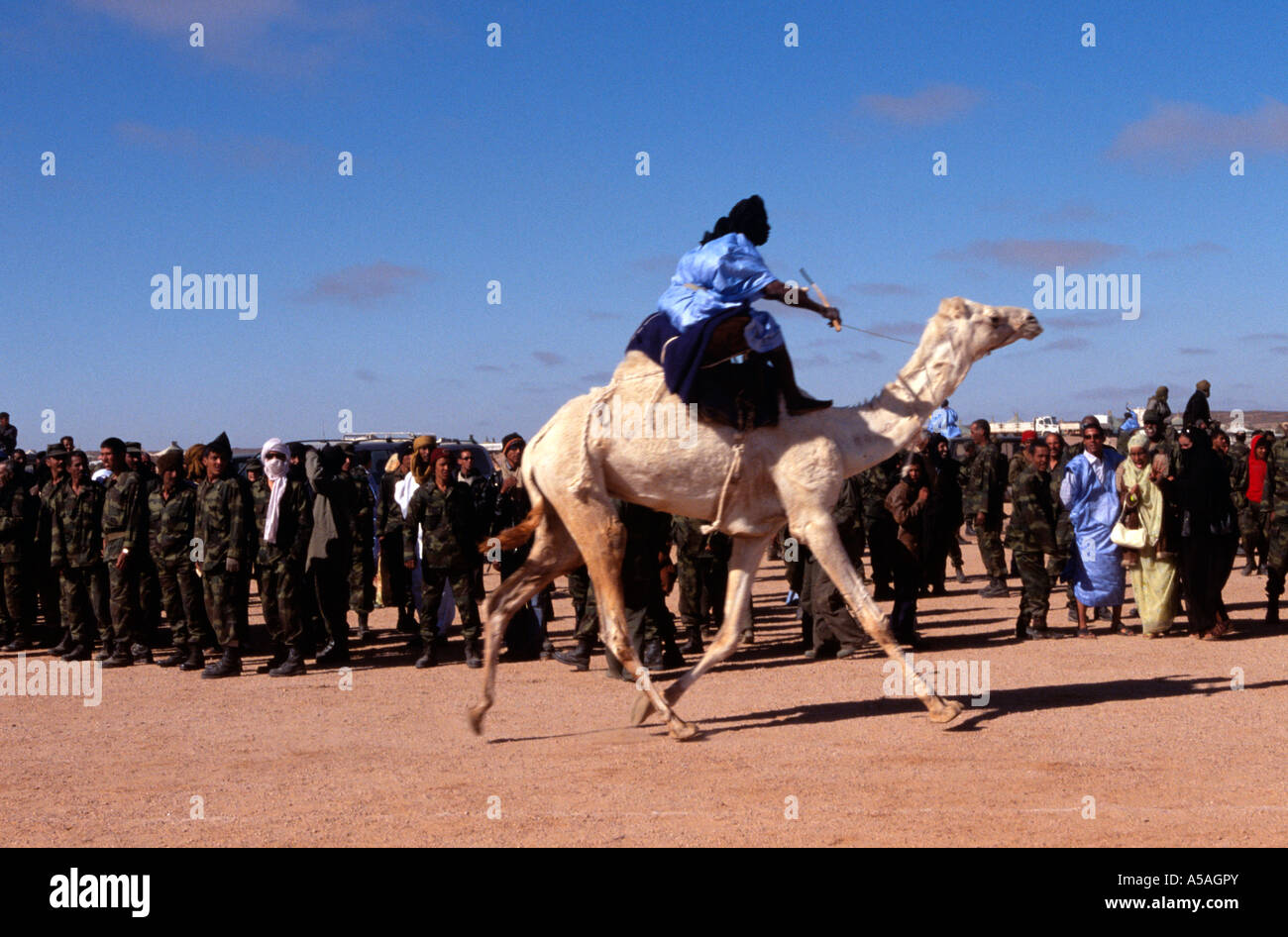 A Sahrawi man riding a camel during the Independence day celebrations ...
