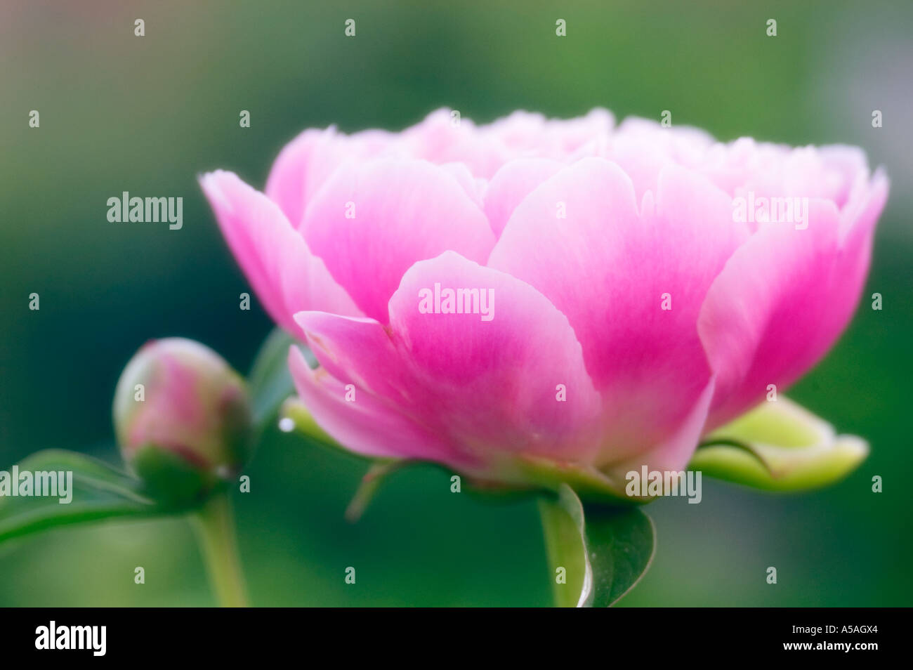 Emerging petals hi-res stock photography and images - Alamy