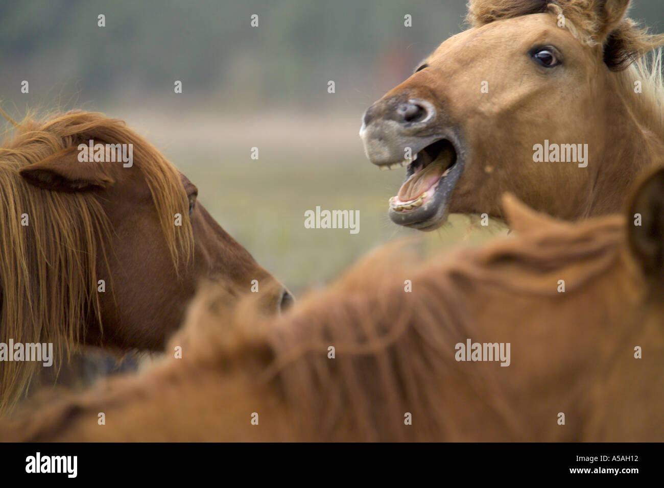 Spanish Mustang mares Stock Photo - Alamy