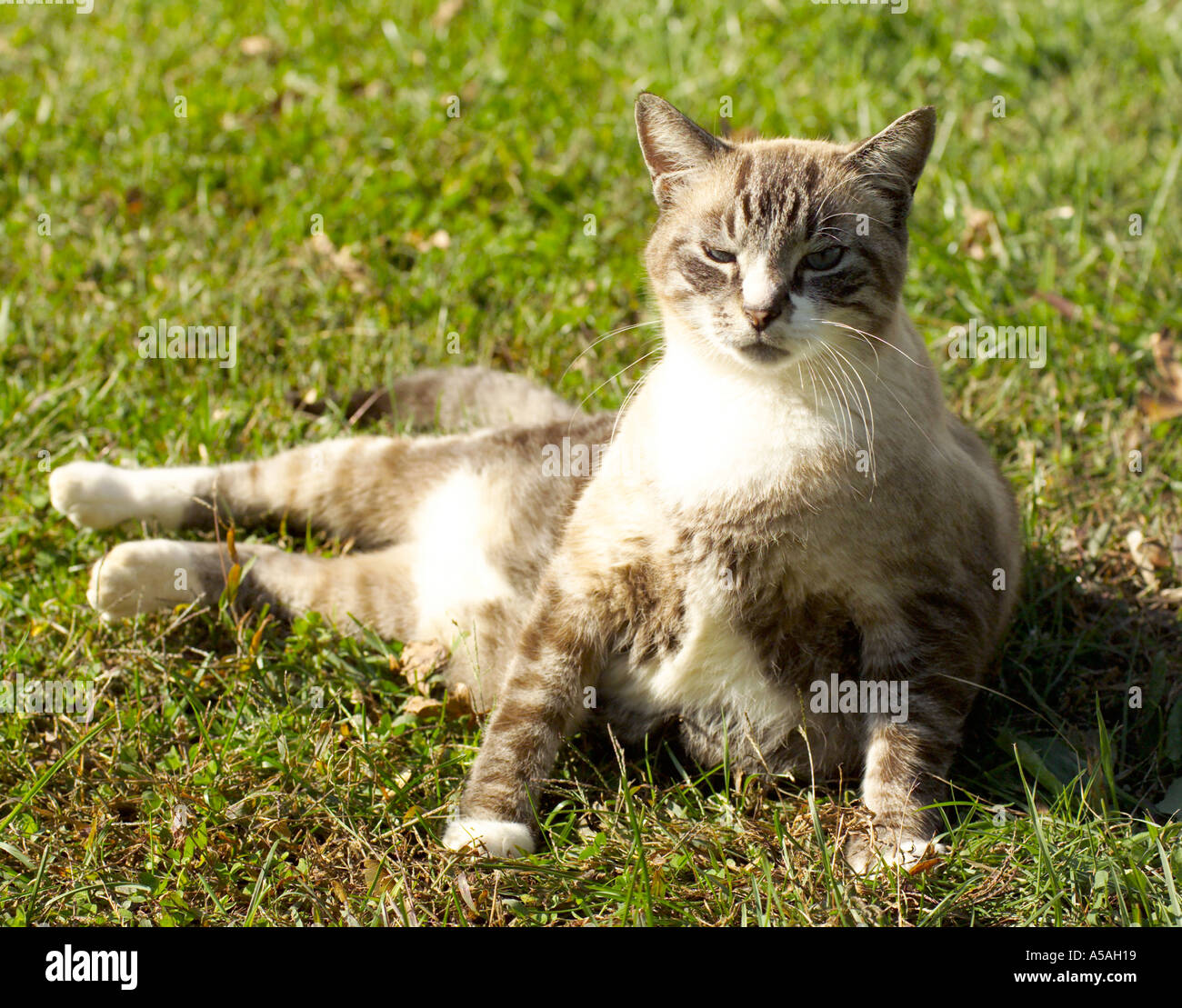 Pregnant cat hi-res stock photography and images - Alamy