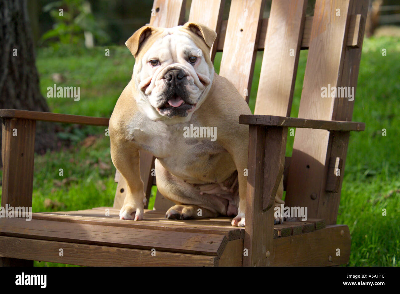 Female English Bulldog sitting in wooden chair Stock Photo - Alamy