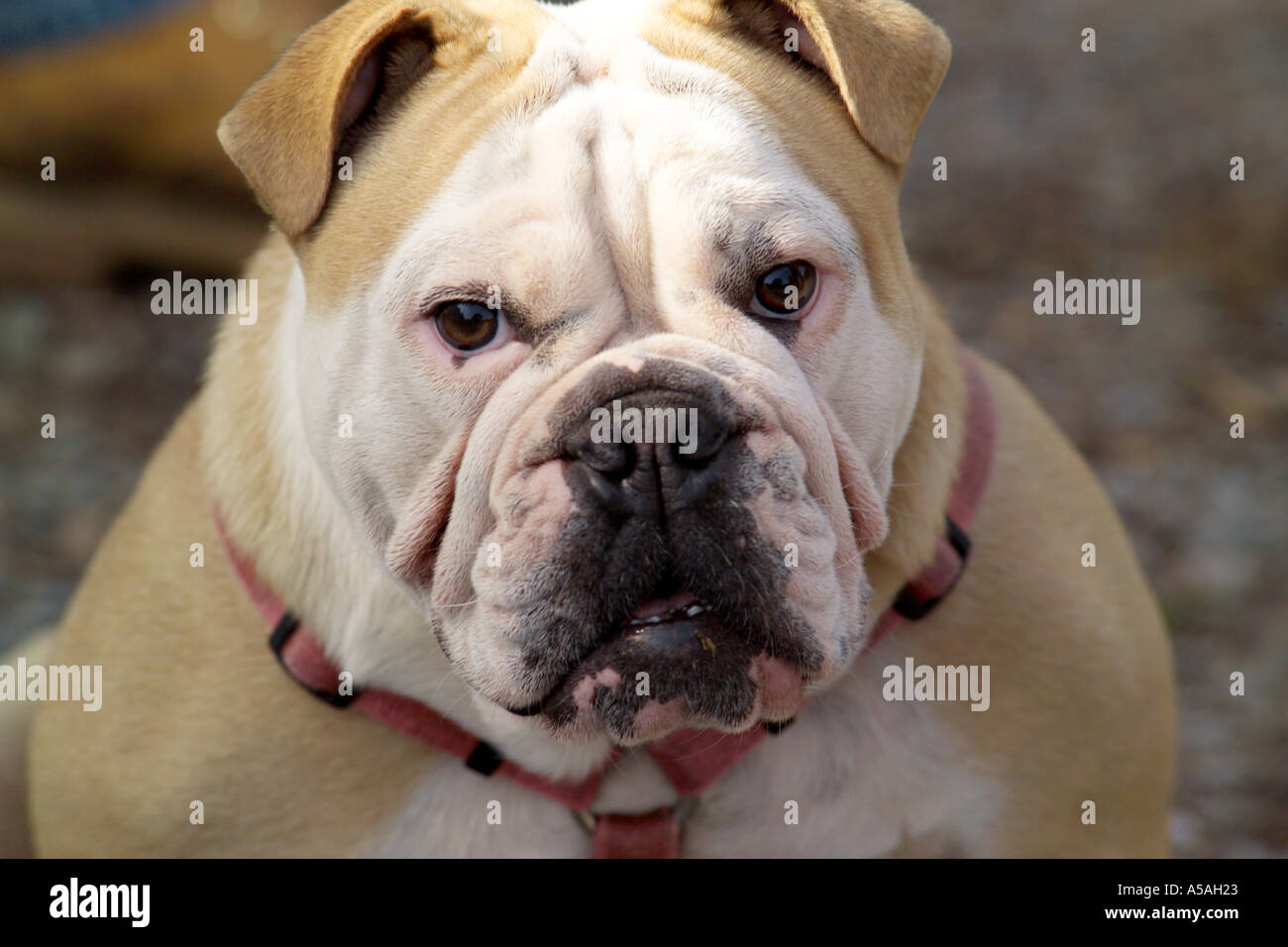 Female English Bulldog Stock Photo - Alamy