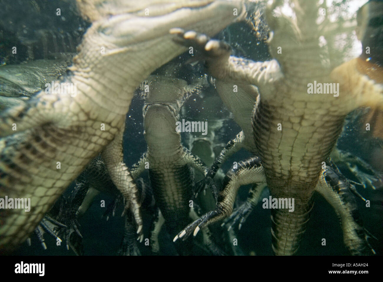 Alligators floating in water Florida Aquariaum Tampa FL Stock Photo - Alamy