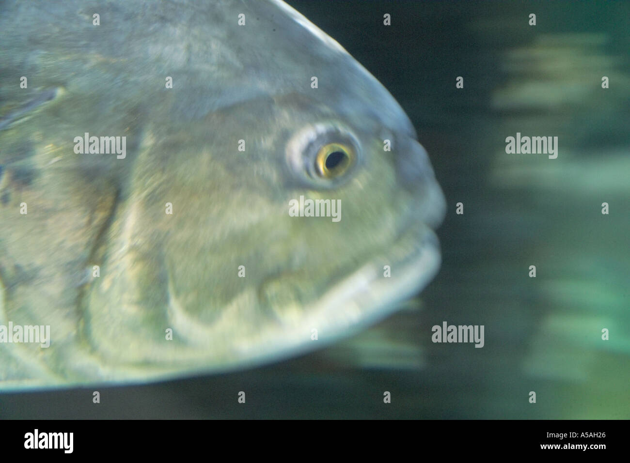 Jack fish hi-res stock photography and images - Alamy