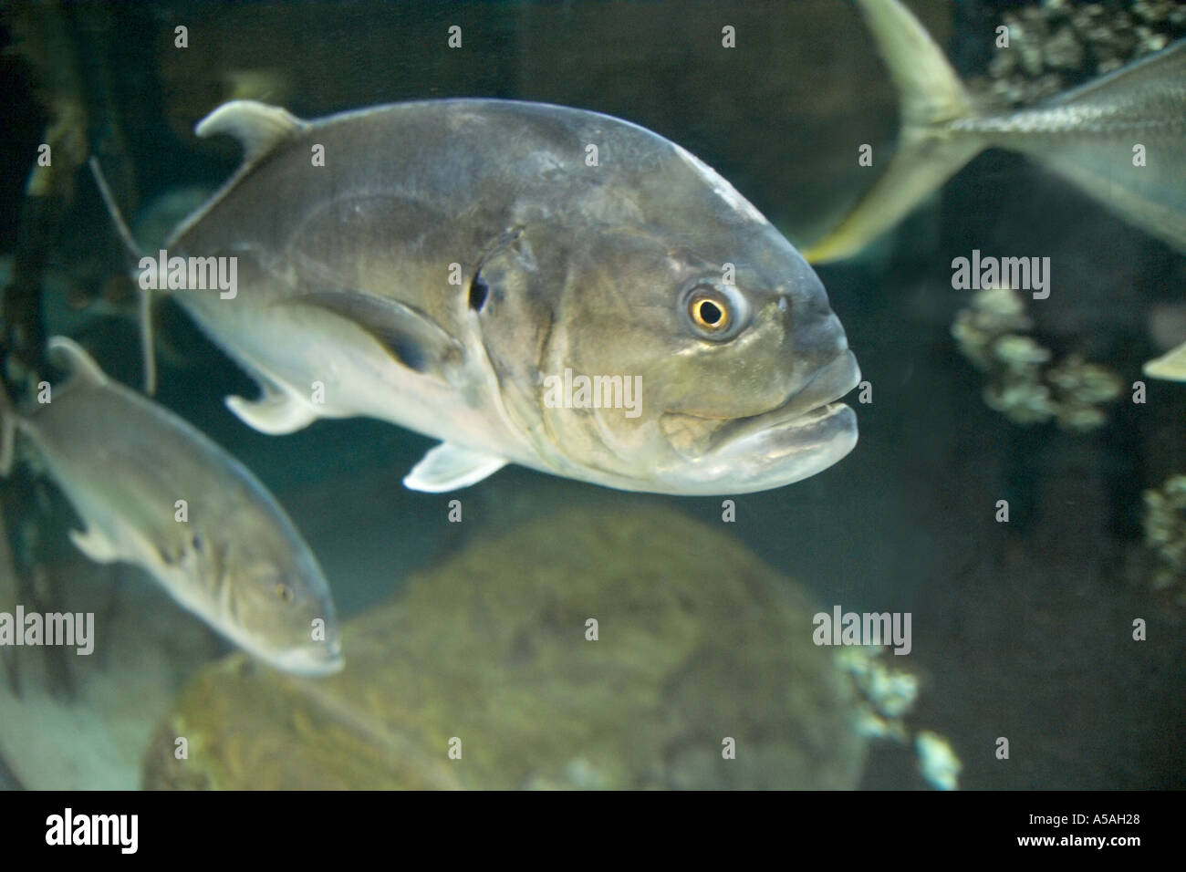 Jack fish hi-res stock photography and images - Alamy