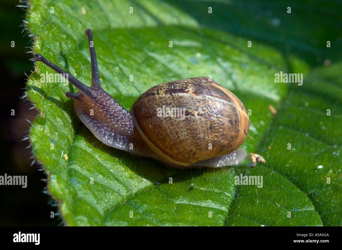 Helix aspersa common garden hi-res stock photography and images - Alamy