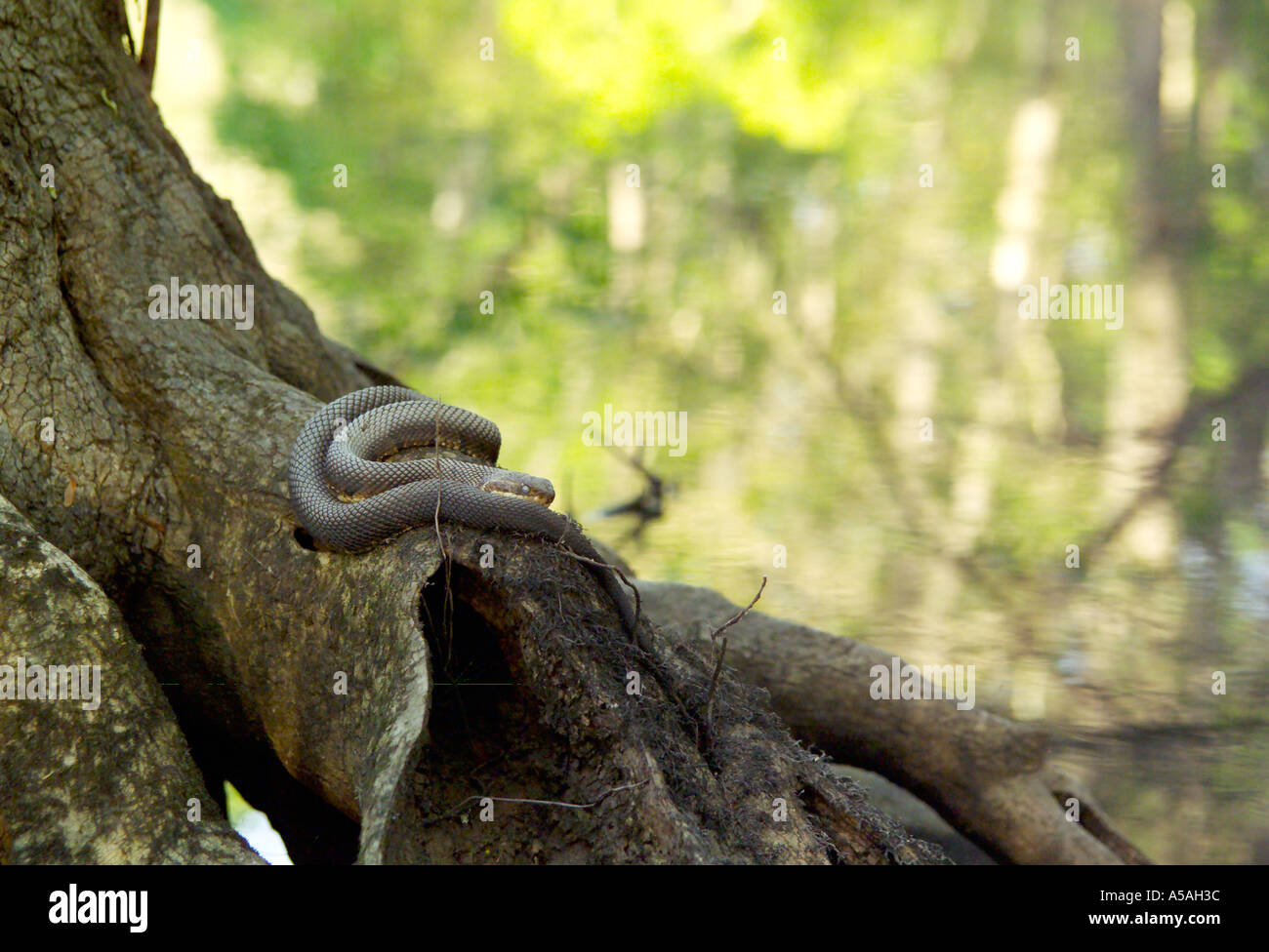 Snake tree roots hi-res stock photography and images - Alamy