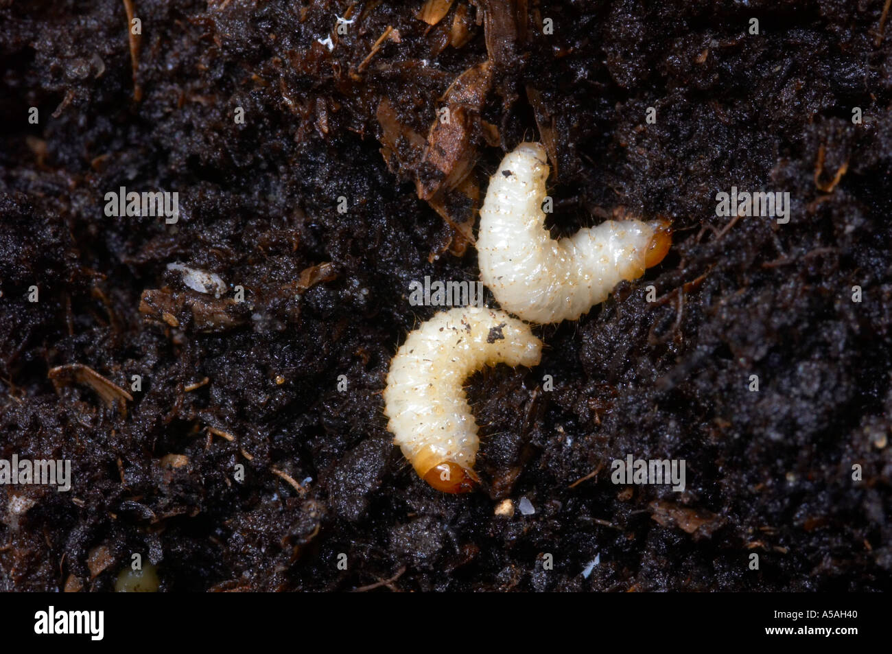 Vine weevil otiorhynchus sulcatus larvae hi-res stock photography and ...