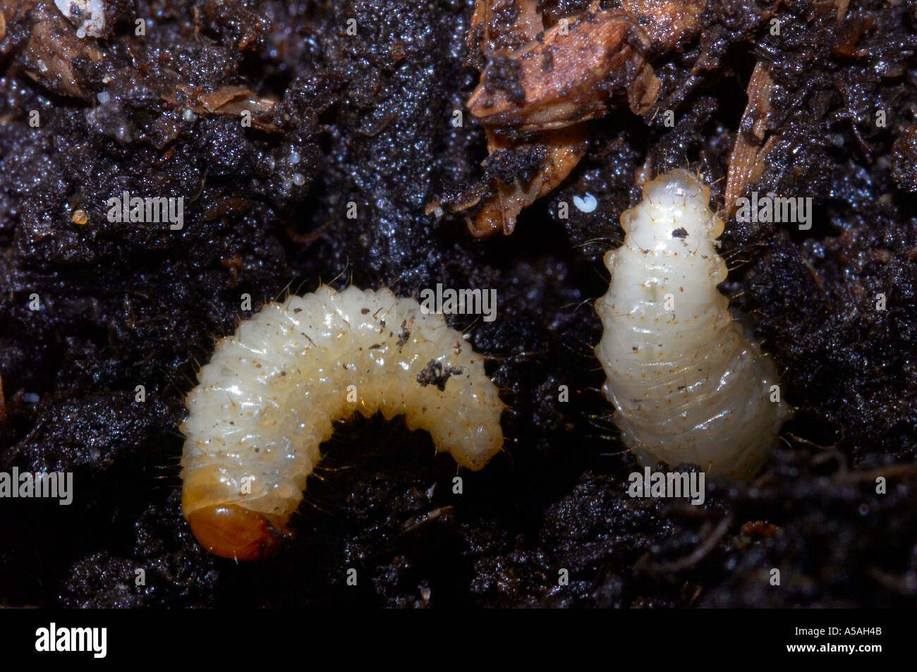 Vine weevil otiorhynchus sulcatus larvae hi-res stock photography and ...