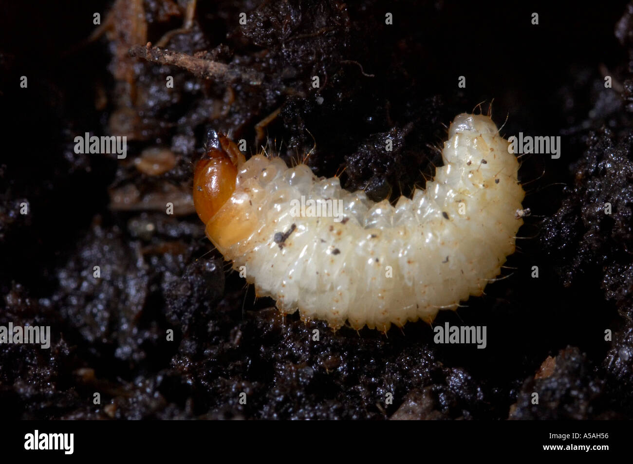 Vine weevil larvae Otiorhynchus sulcatus Stock Photo - Alamy