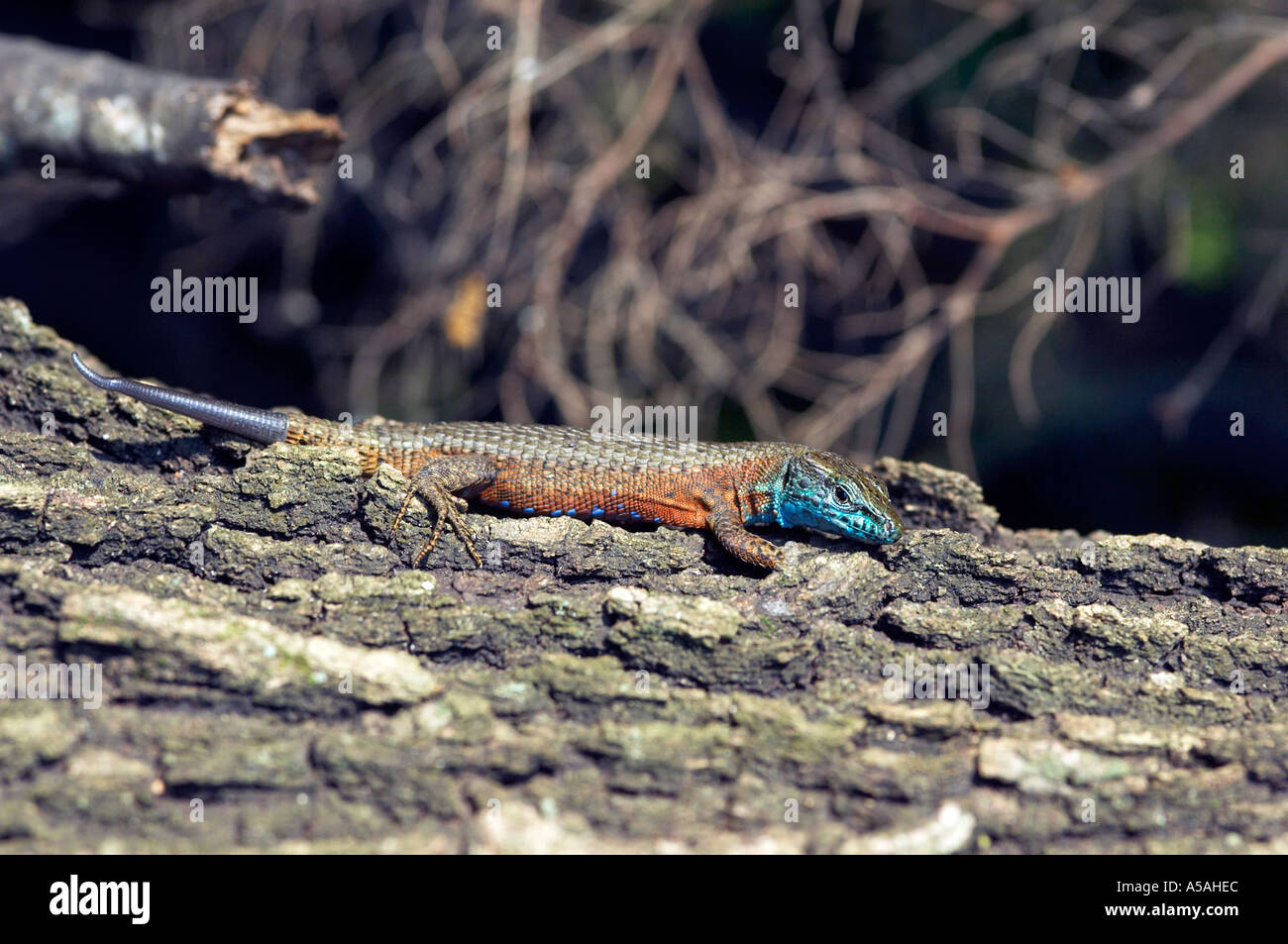 A short tailed skink on a log in Corfu Greece Stock Photo - Alamy