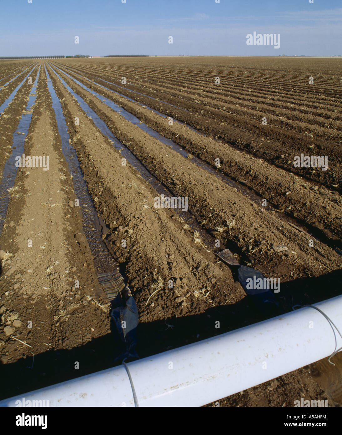 IRRIGATION ROWS WITH WATER COMING FROM 8 PVC PIPE THROUGH STOCKINGS ON ...