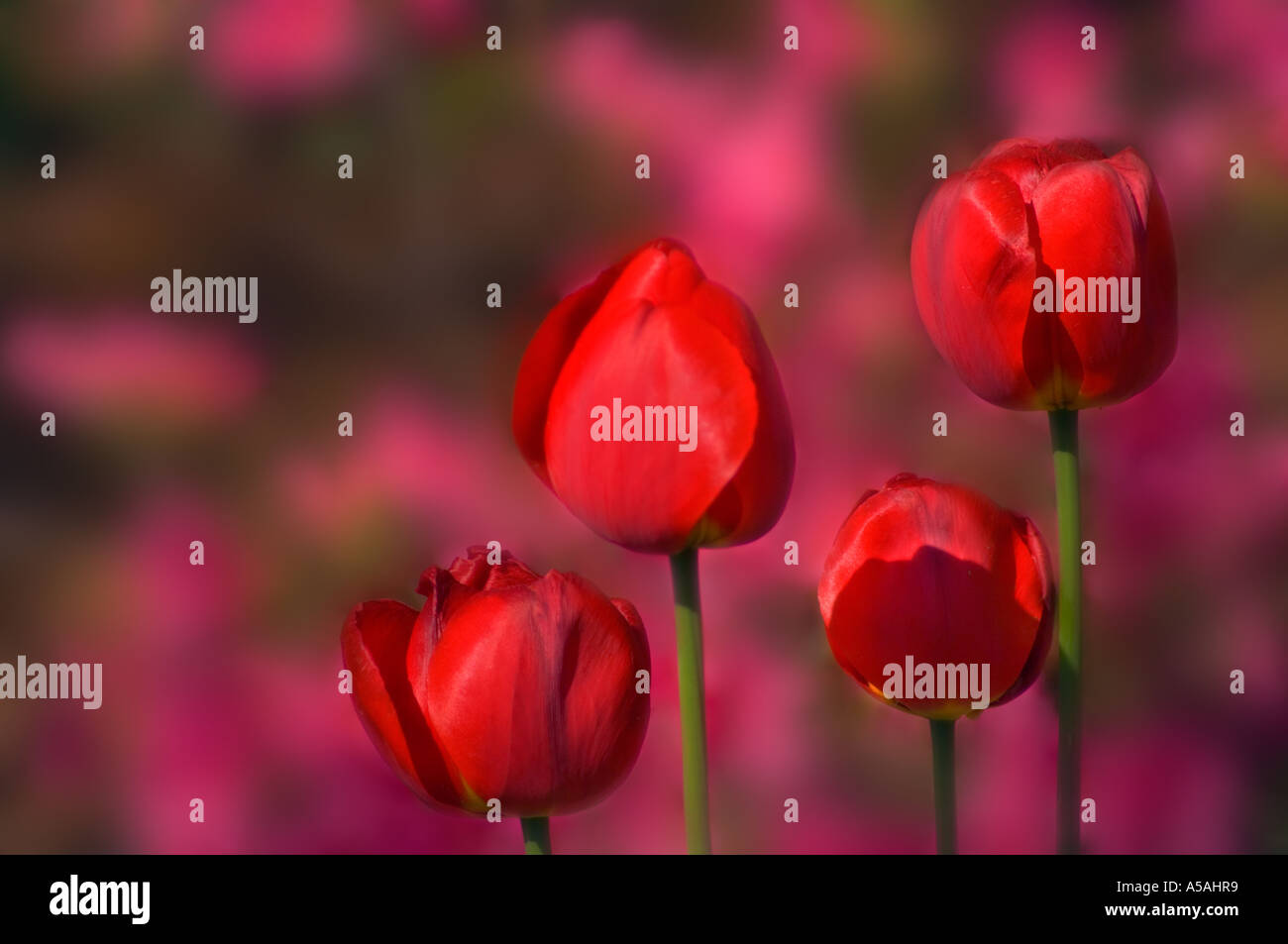 Tulipa botánica hi-res stock photography and images - Alamy