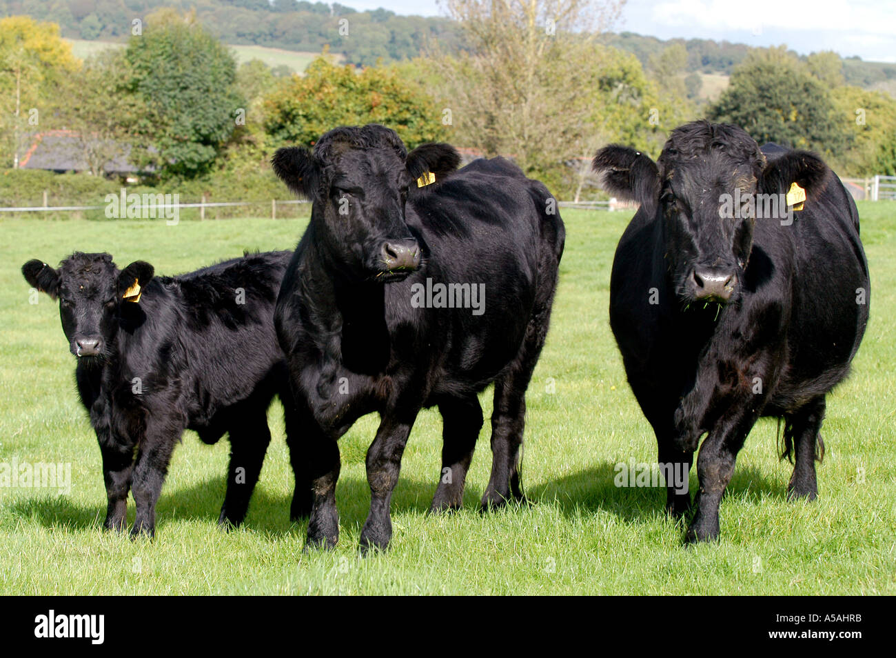 Welsh Black cattle and calf on pasture,Dorset,England,UK,Europe,EU ...