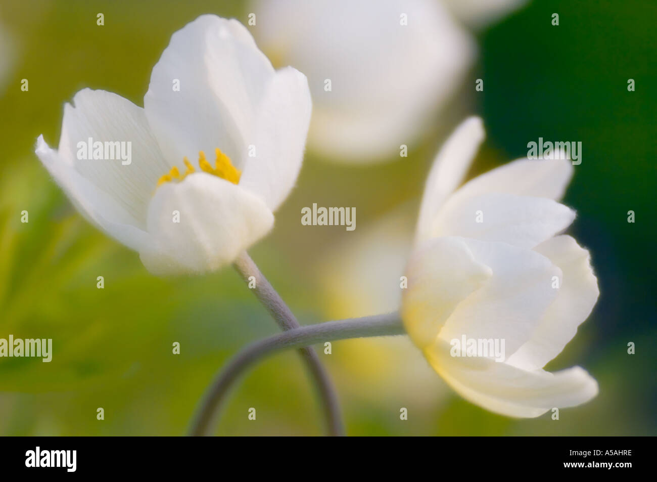 Two White Anemone Flowers, stems crossed Stock Photo - Alamy
