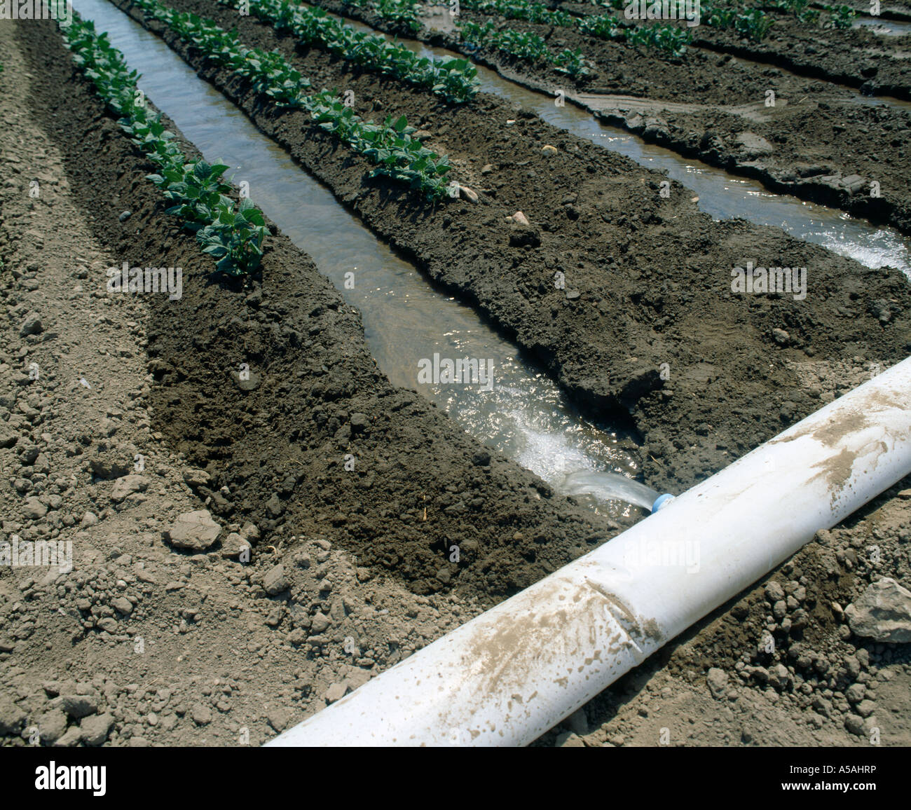 SOFT PLASTIC IRRIGATION PIPE Stock Photo - Alamy