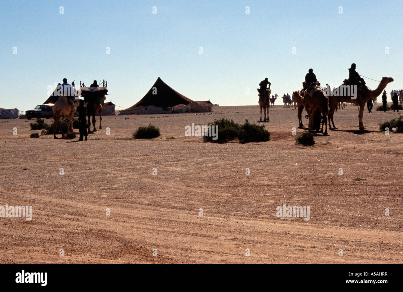 Sahrawi people riding camels in a refugee camp in Tindouf Western ...