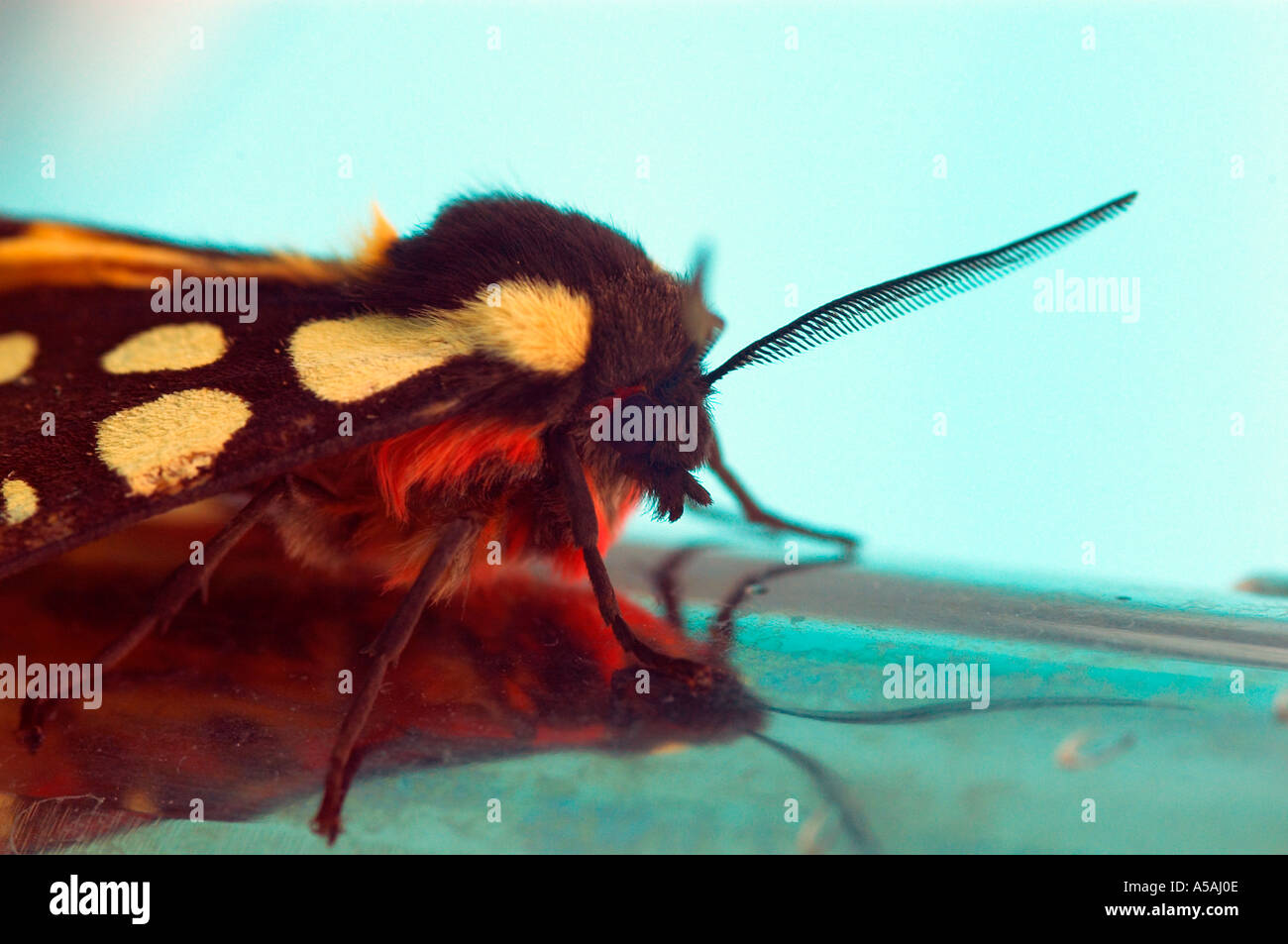 Tiger moth on a chrome bar by a swimming pool Stock Photo - Alamy