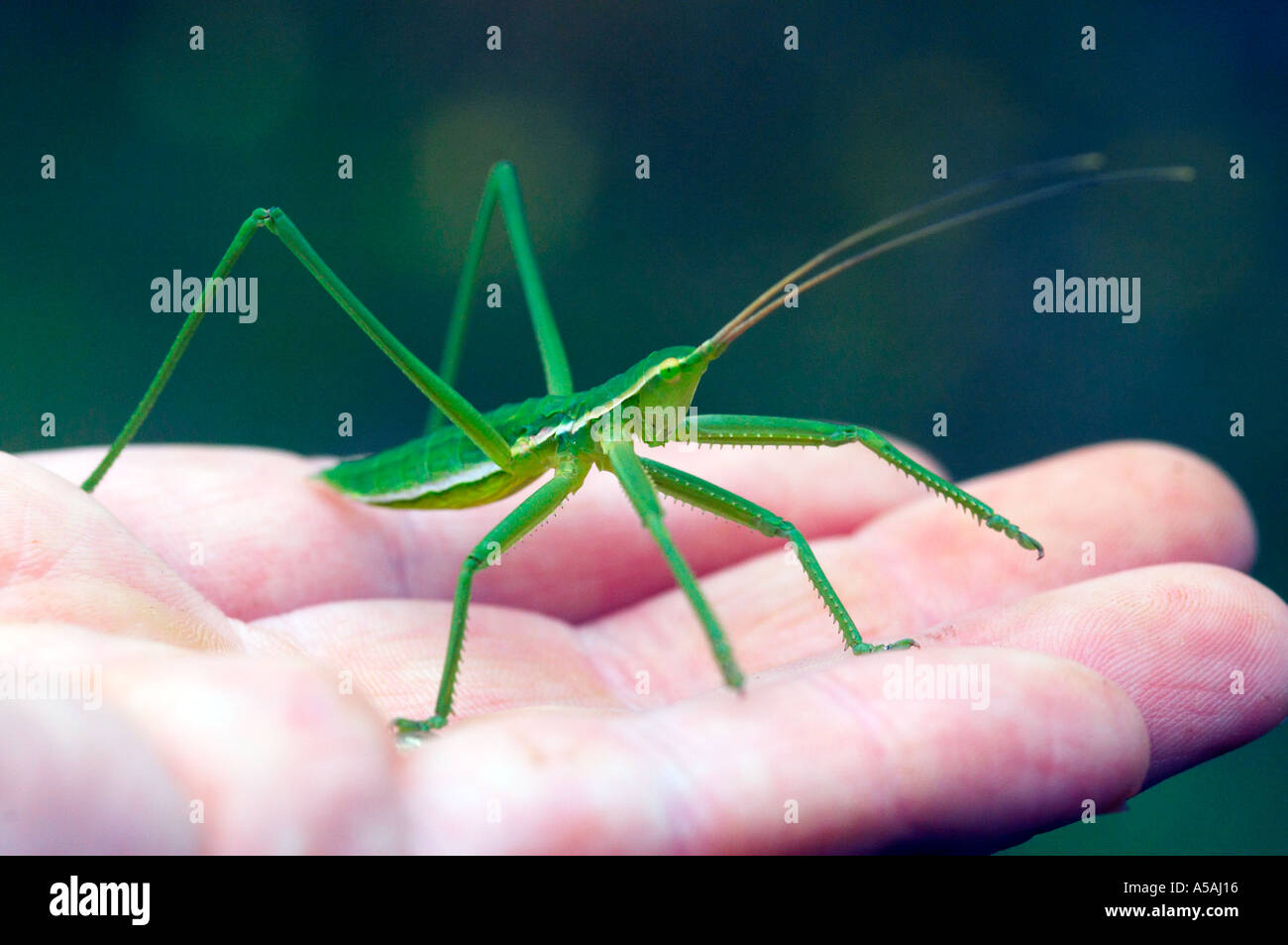 Corfu insect hi-res stock photography and images - Alamy