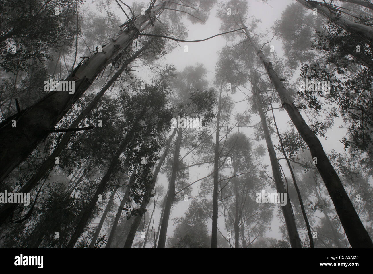 Stringybark trees hi-res stock photography and images - Alamy