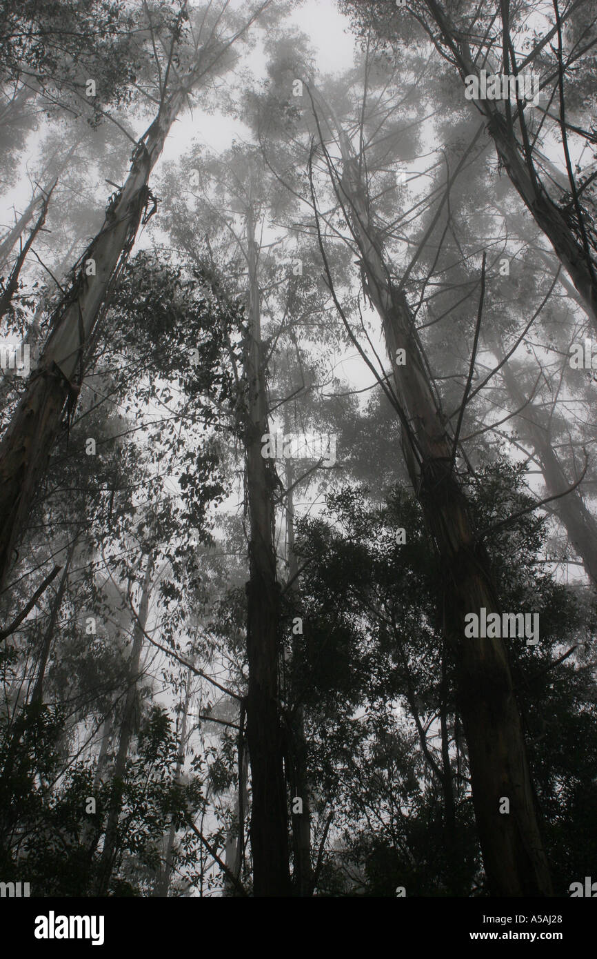 Mist surrounding Stringybark Gum Trees Eucalyptus along Great Ocean ...