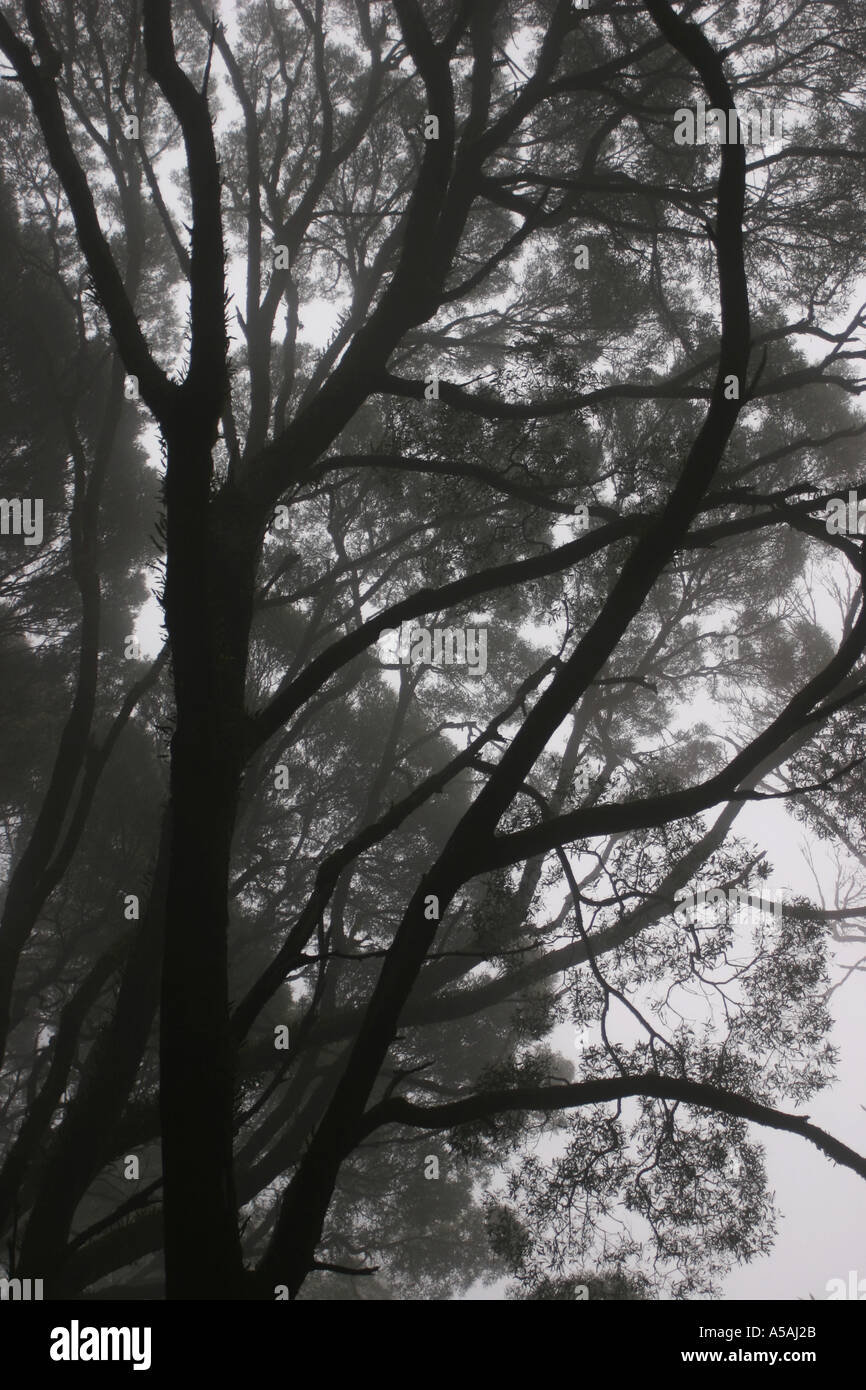 Mist surrounding trees along Great Ocean Road Melba Gully State Park ...