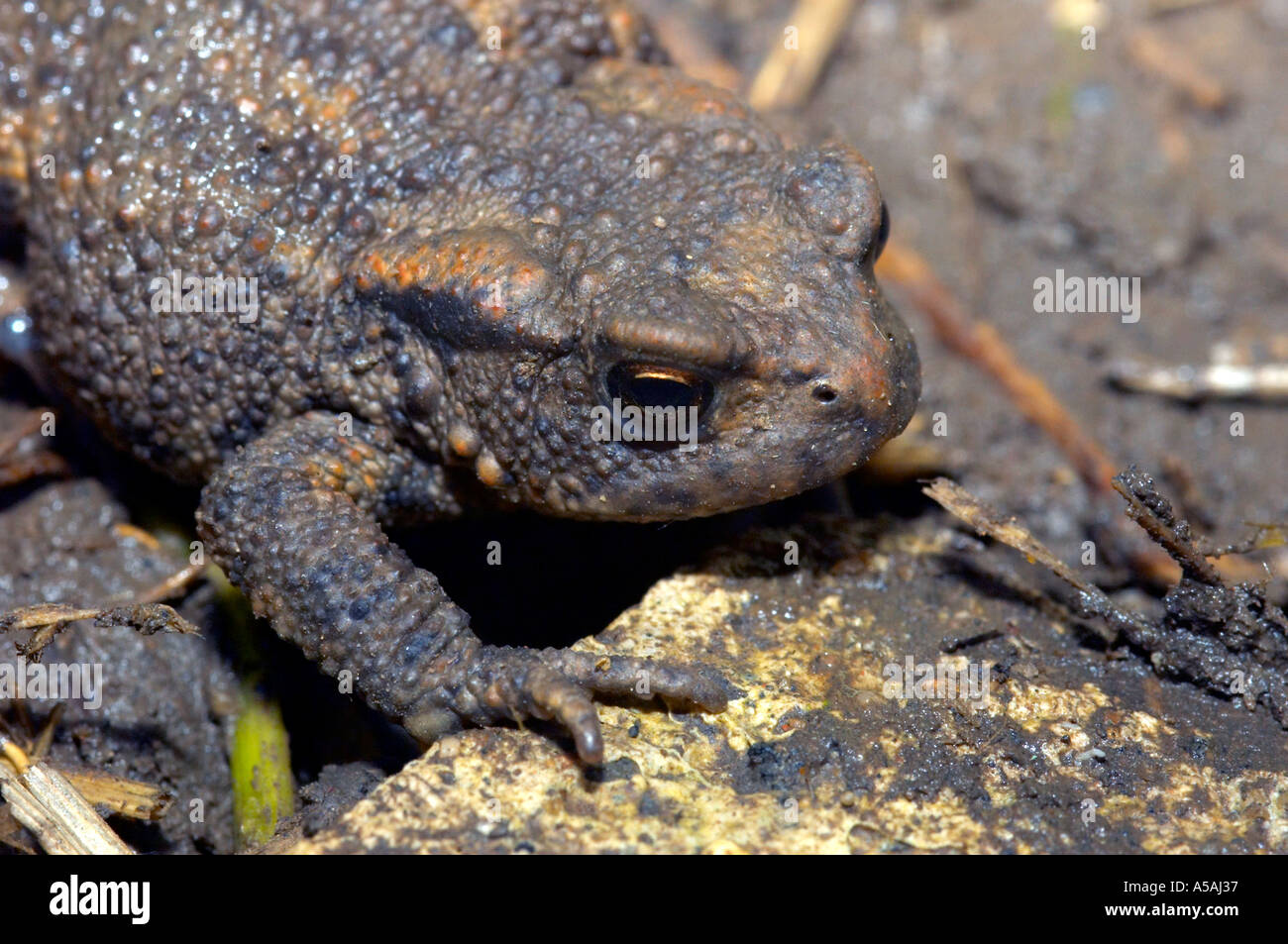Bufu bufo hi-res stock photography and images - Alamy