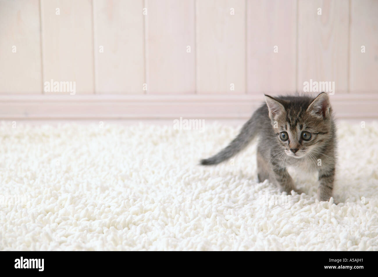 Mixed breed kitten Stock Photo - Alamy