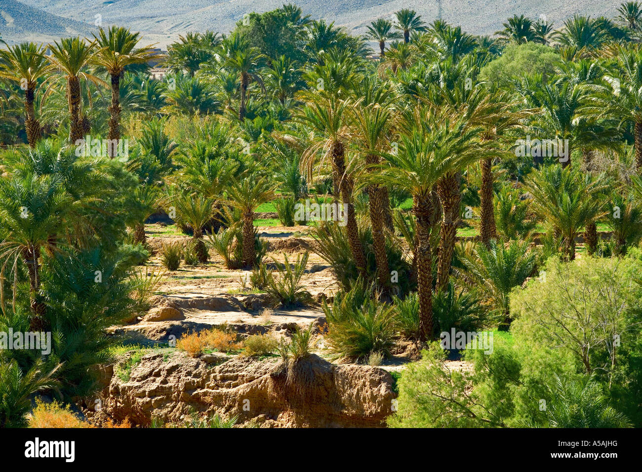Oasis in Draa valley Morocco Stock Photo - Alamy