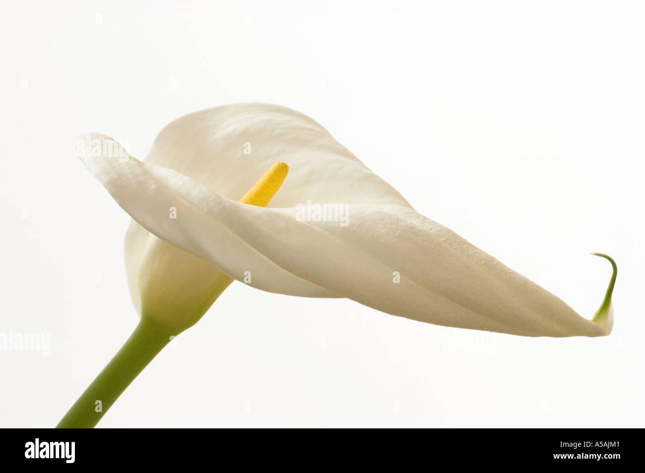 White Calla Lily Flower against a white background Stock Photo - Alamy