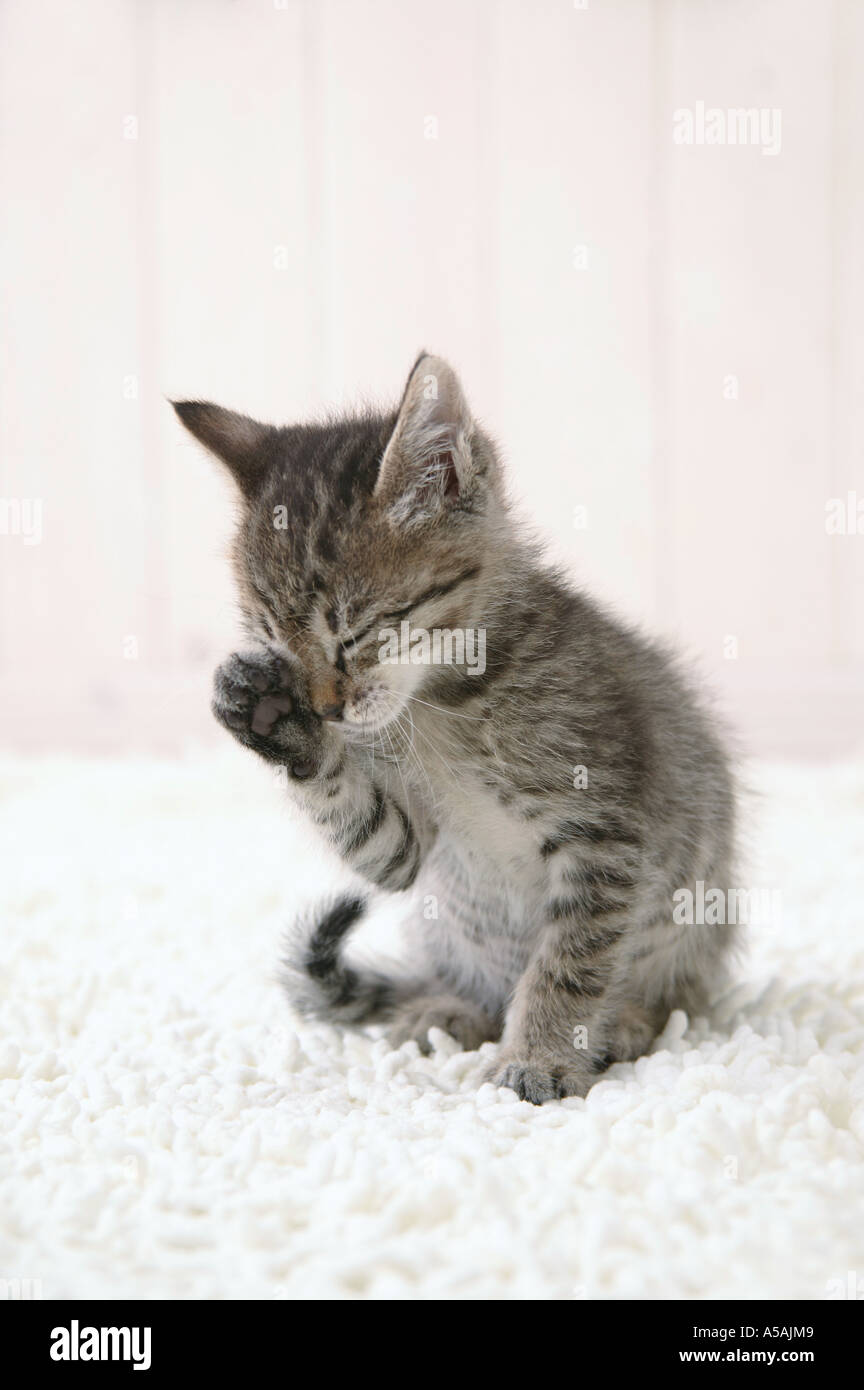 Kitten scratching its face Stock Photo - Alamy