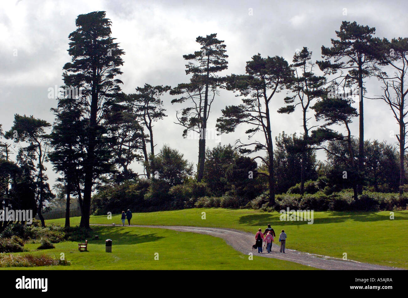 Margam country park tree hi-res stock photography and images - Alamy