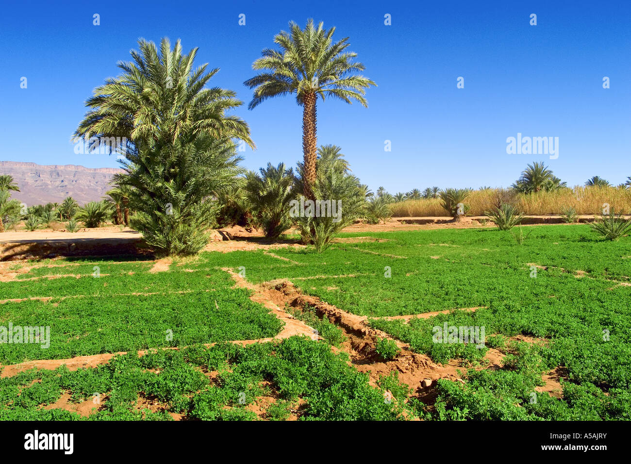 Oasis in Draa valley Morocco Stock Photo - Alamy