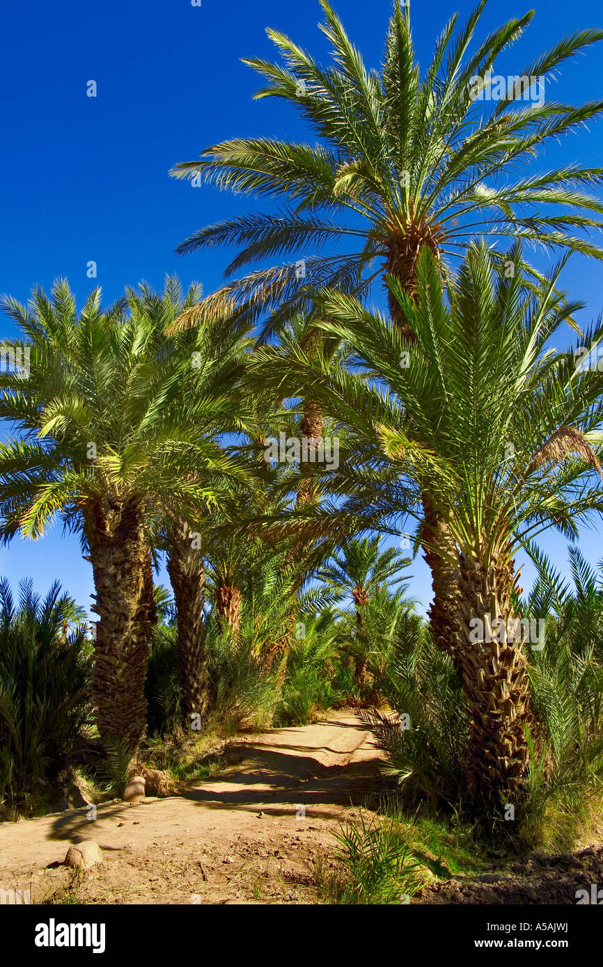 Oasis in Draa valley Morocco Stock Photo - Alamy