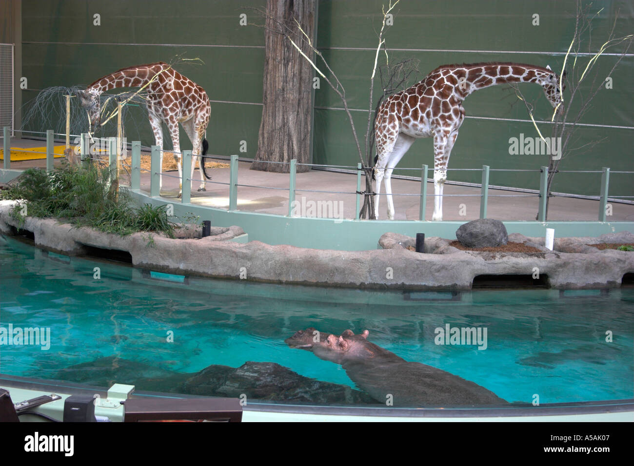 Zoo pool hi-res stock photography and images - Alamy