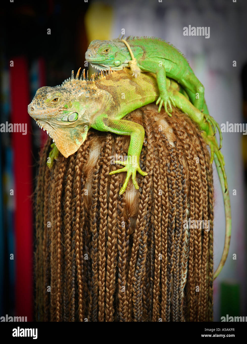 Two green iguanas take a break from ther job of photo modelling with ...