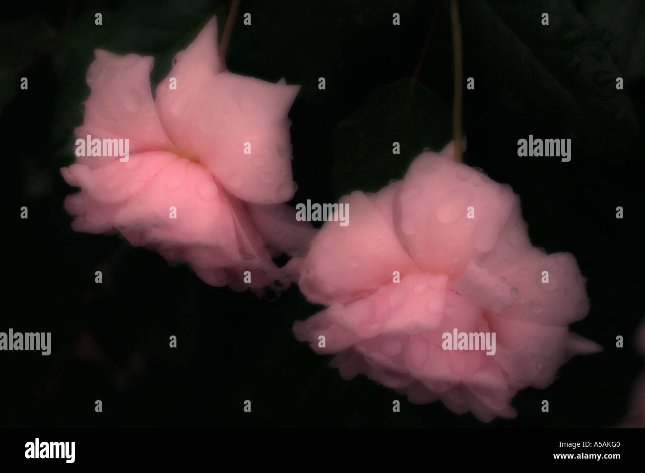 Nodding Pink Rose Flower Duo Stock Photo - Alamy