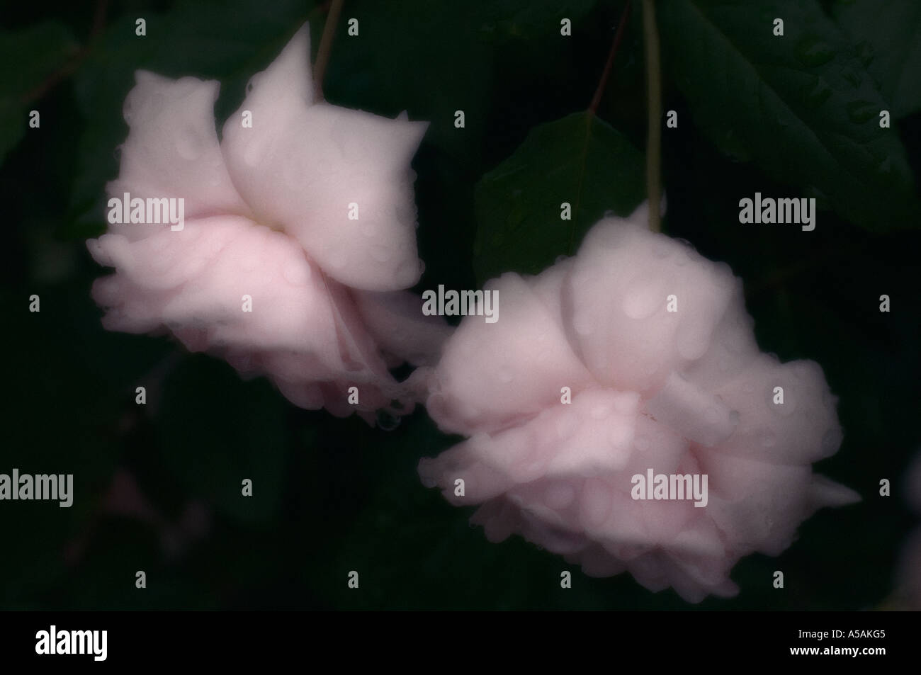 Nodding Pink Rose Flower Duo Stock Photo - Alamy
