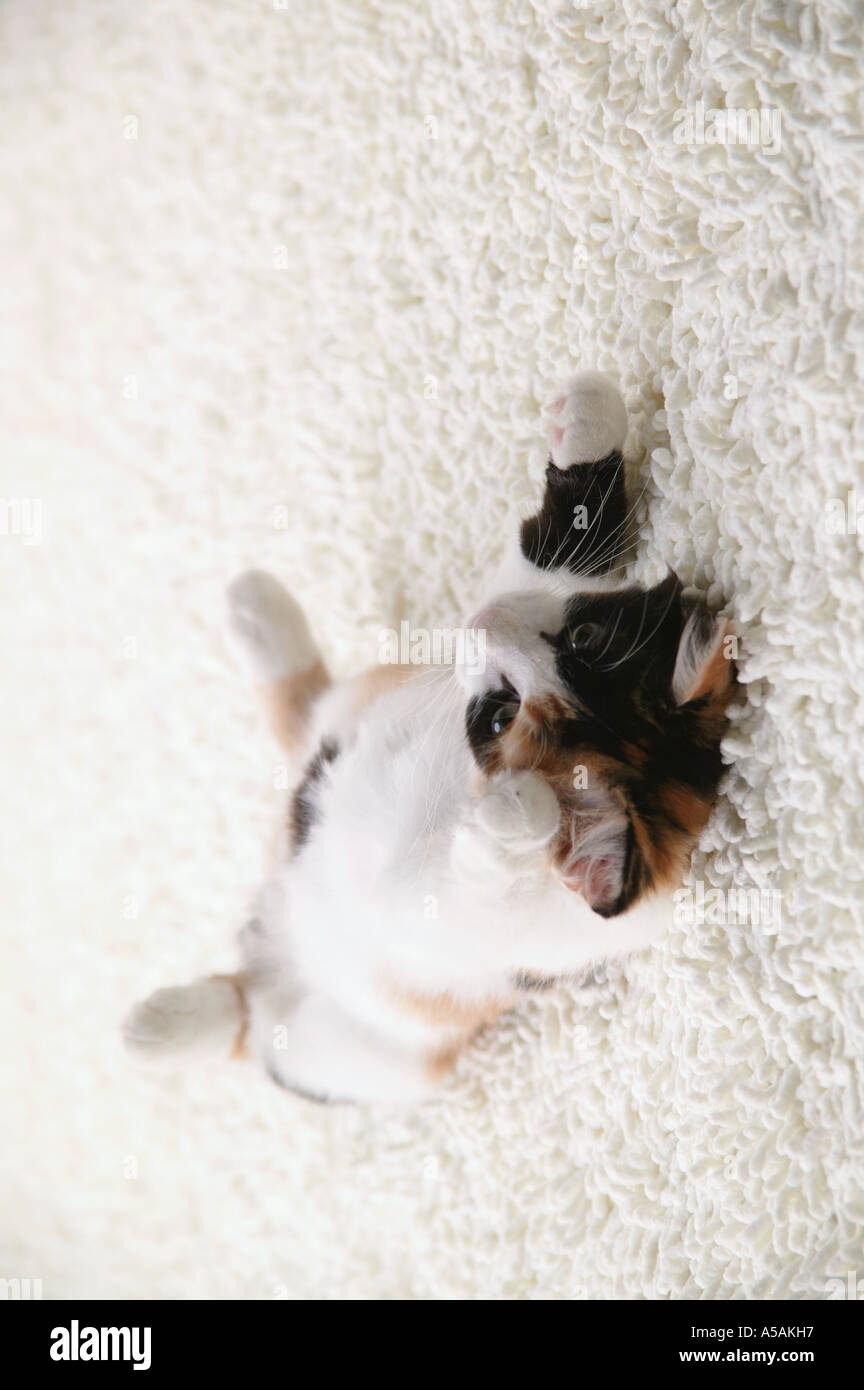 Calico cat lying on back Stock Photo - Alamy