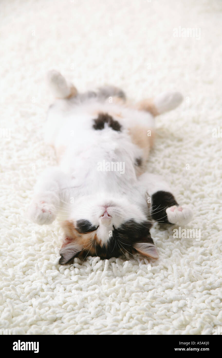 Calico cat lying on back Stock Photo - Alamy