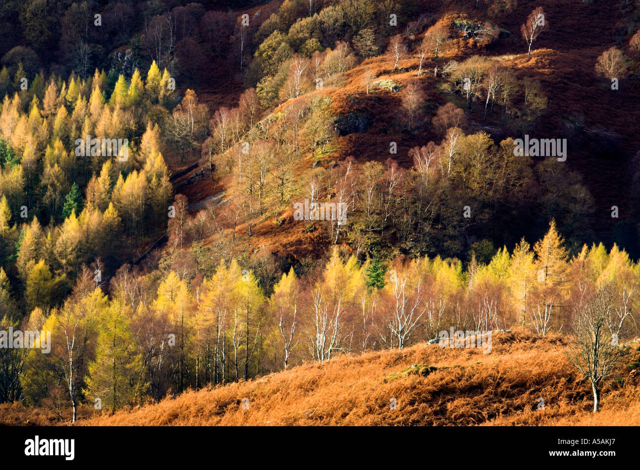 Autumn colour on the Cumbrian fells Stock Photo - Alamy