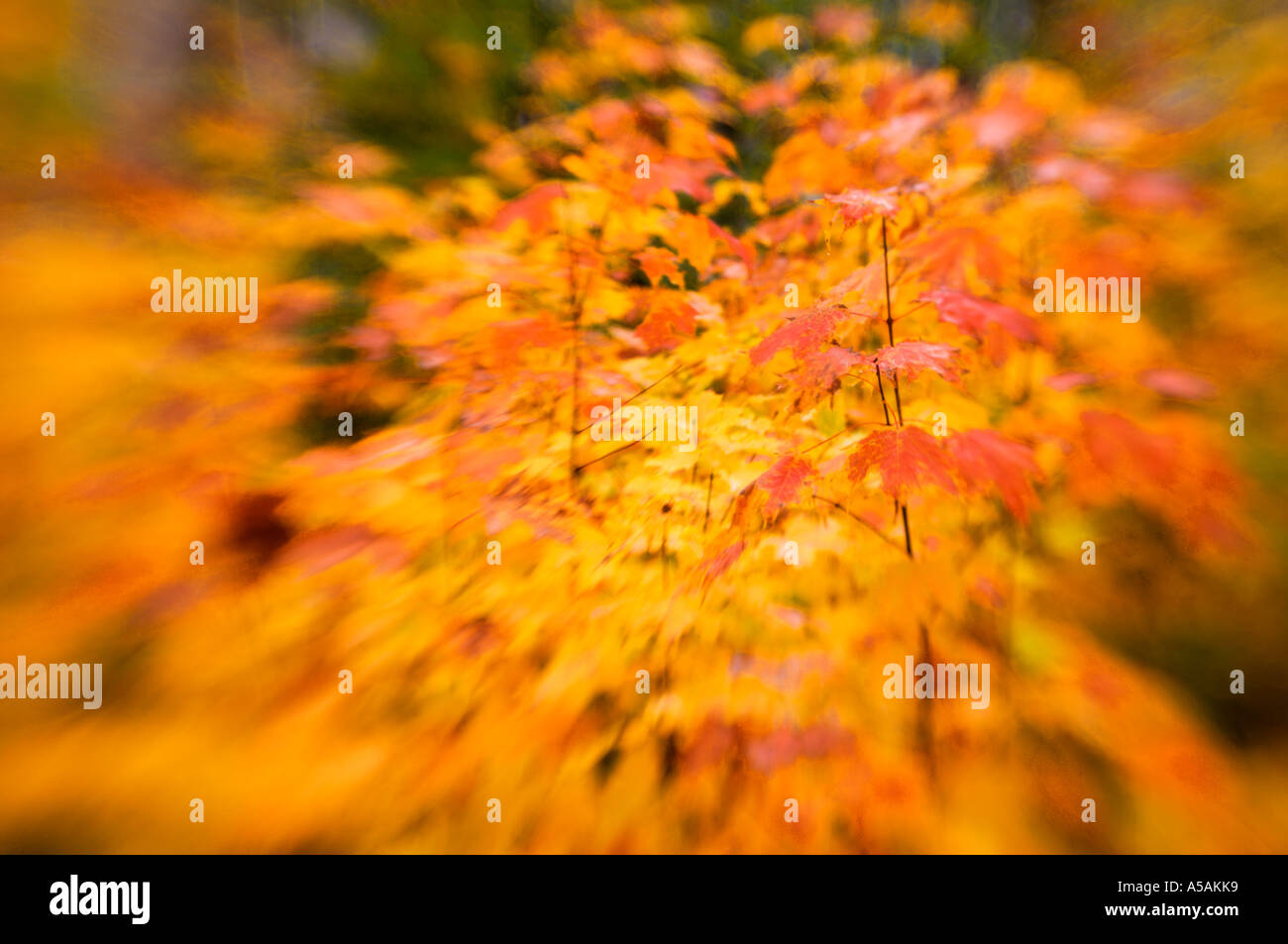 Fall colours colors sugar maples hi-res stock photography and images ...