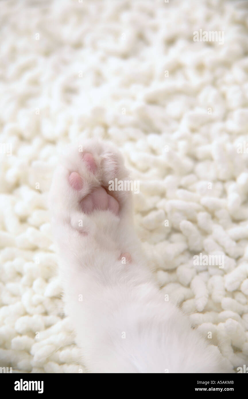 Cat s paw hi-res stock photography and images - Alamy