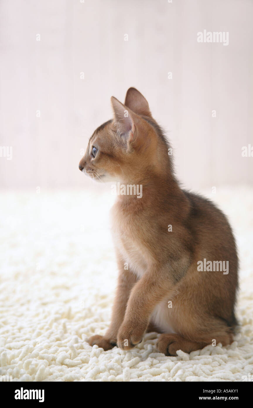 Abyssinian cat sitting Stock Photo - Alamy