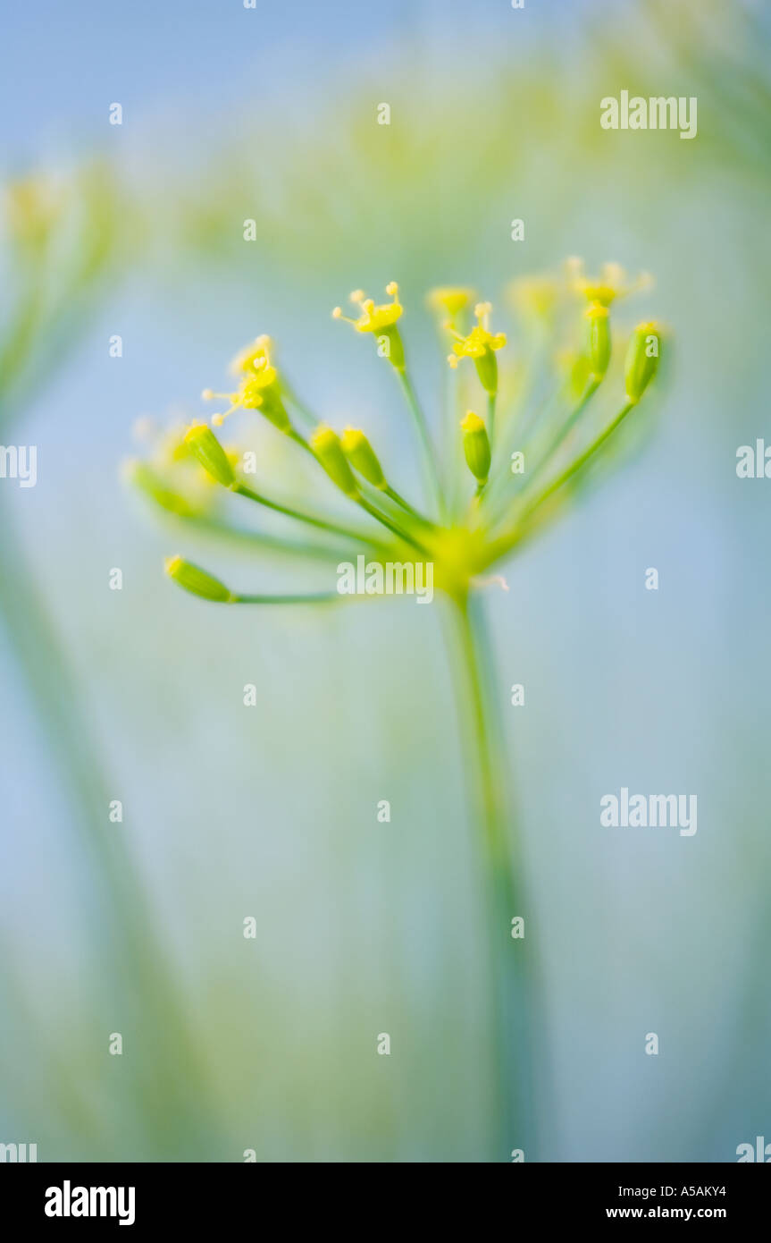 Dill heads hi-res stock photography and images - Alamy