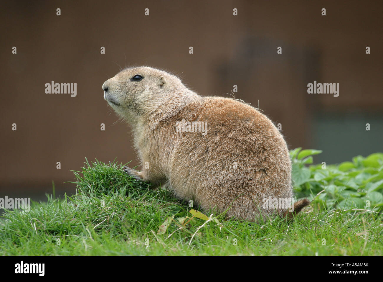 Marmott hi-res stock photography and images - Alamy