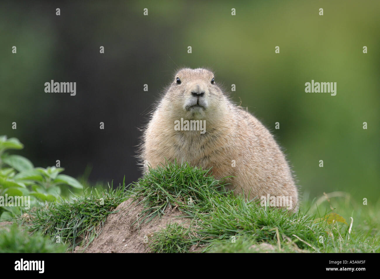 Marmott hi-res stock photography and images - Alamy